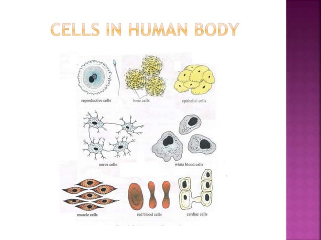 Why humans are complex organsims? | PPTX | Biological Sciences | Science