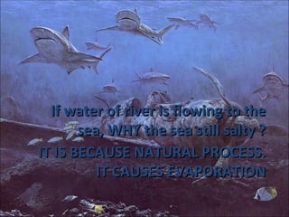 Why is the salty | PPT