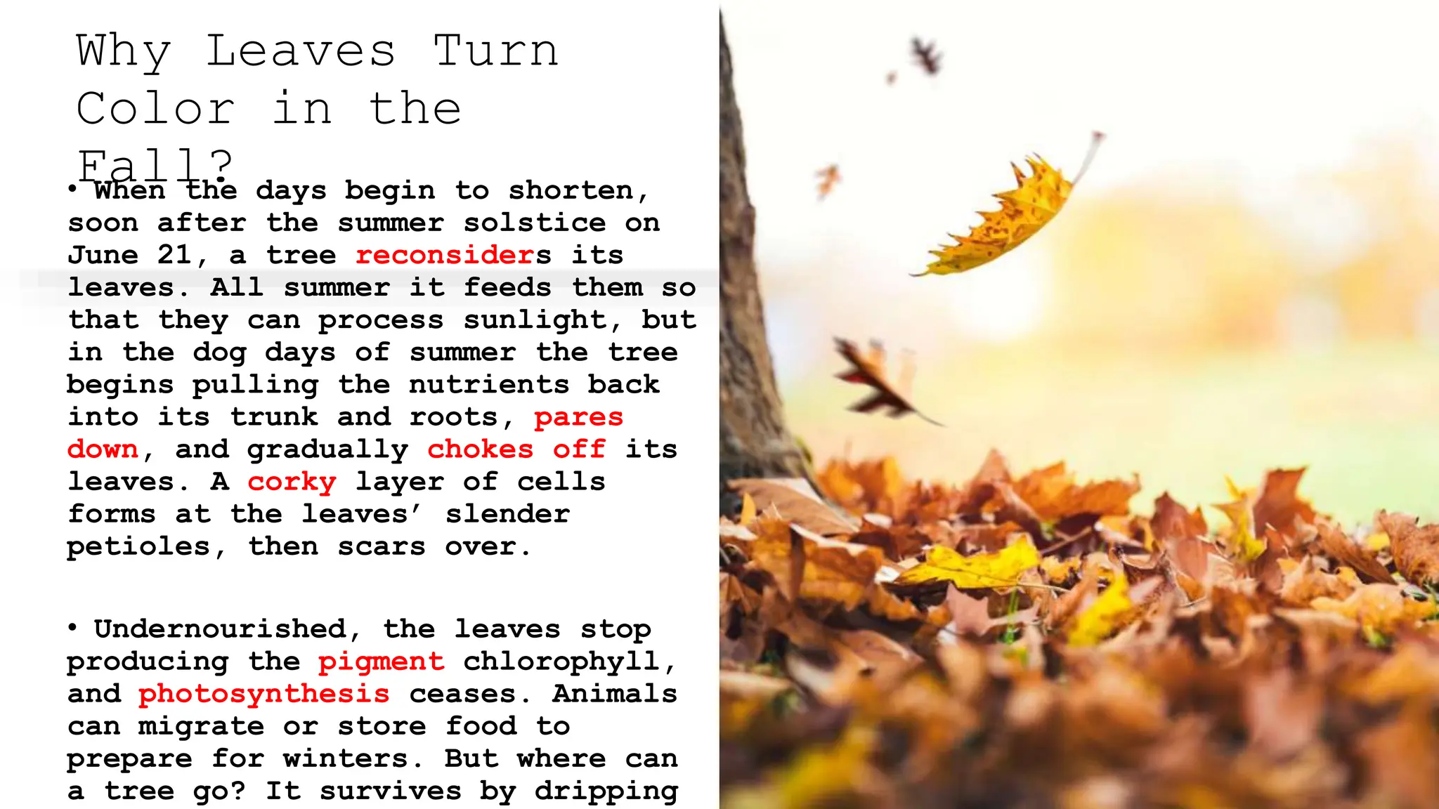 Why leaves turn color in the fall vocab.pptx
