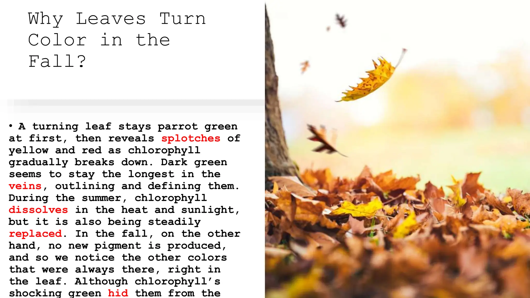 Why leaves turn color in the fall vocab.pptx