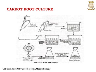 Botany:Callus Culture | PPTX