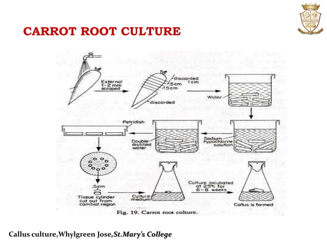 Botany:Callus Culture | PPTX
