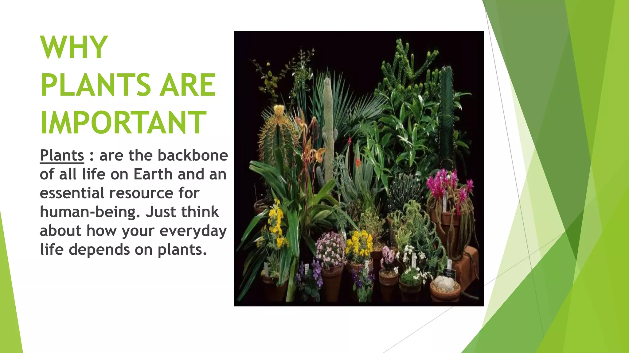 Why plants are important | PPTX
