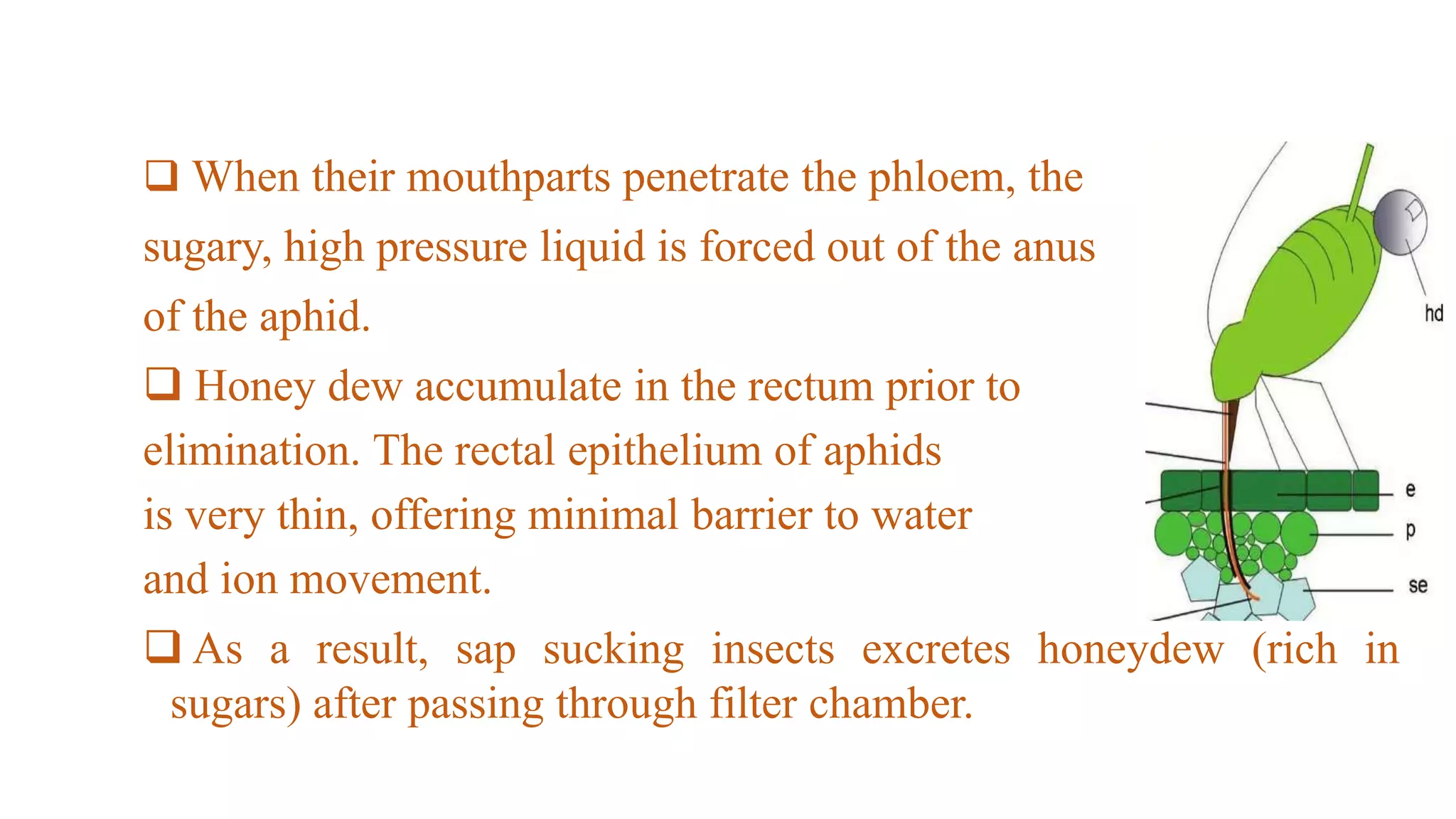 why sap sucking insects excrete honey dew.pptx