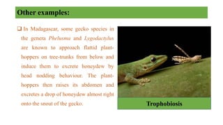 why sap sucking insects excrete honey dew.pptx | Beekeeping | Hobbies ...