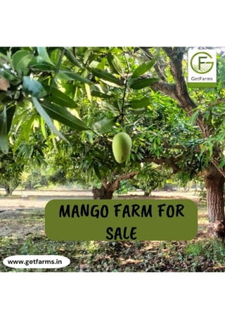 Mango Farms For Sale | PDF | Land and Farms | Real Estate