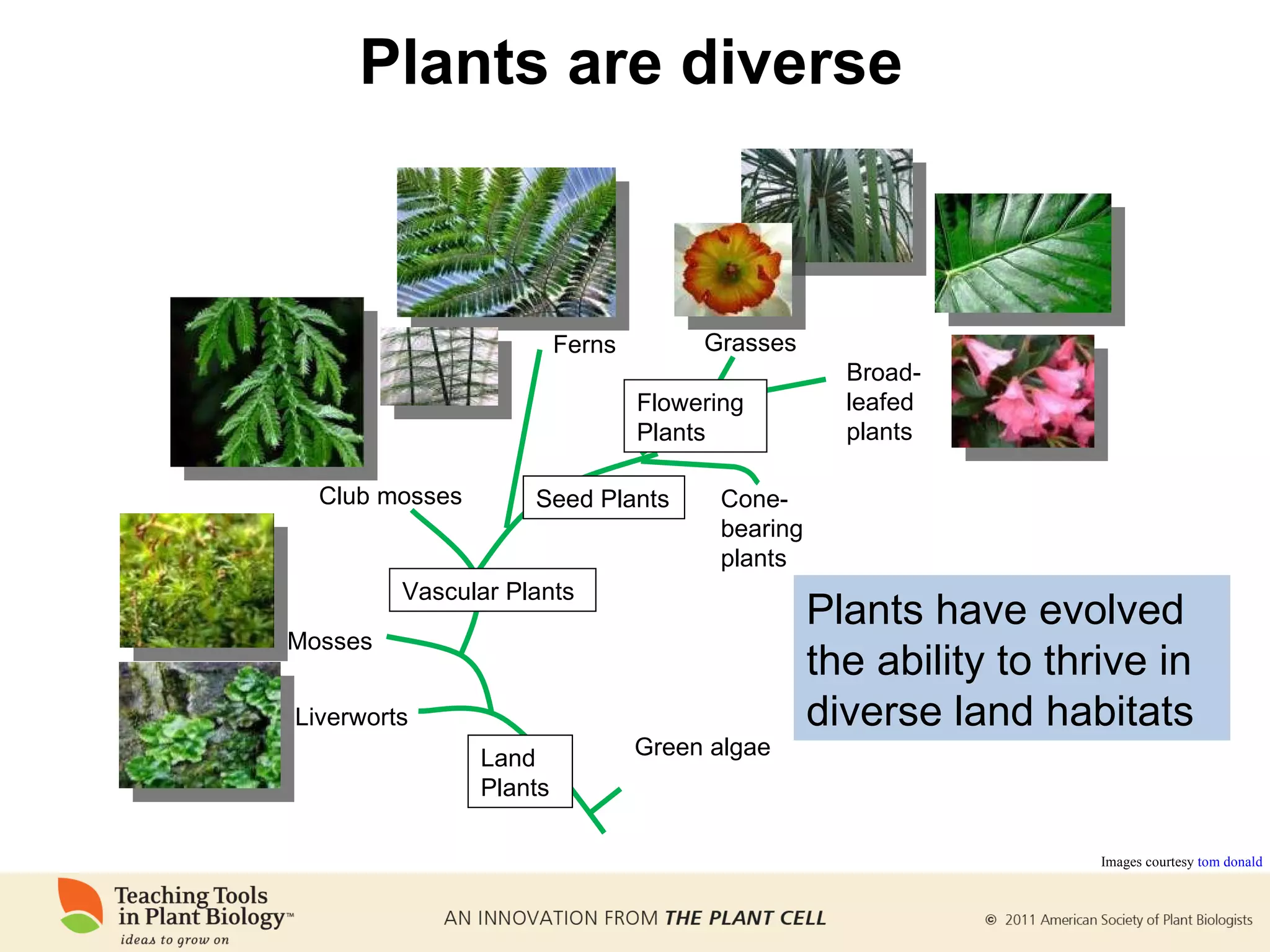 Why study plants? | PPT