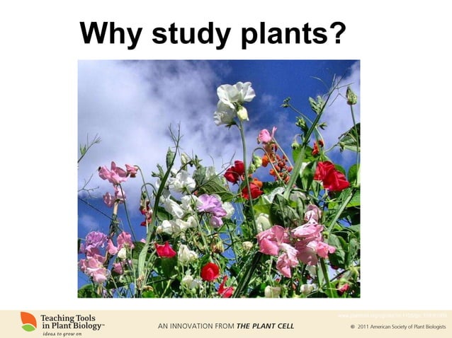 Why study plants? | PPT