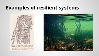 Why Systems Work: Resilience, Self-organisation, Hierarchy | PDF
