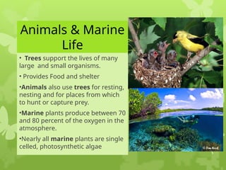 WHY TREES ARE IMPORTANT? Trees are the backbone of life on Earth. | PPTX