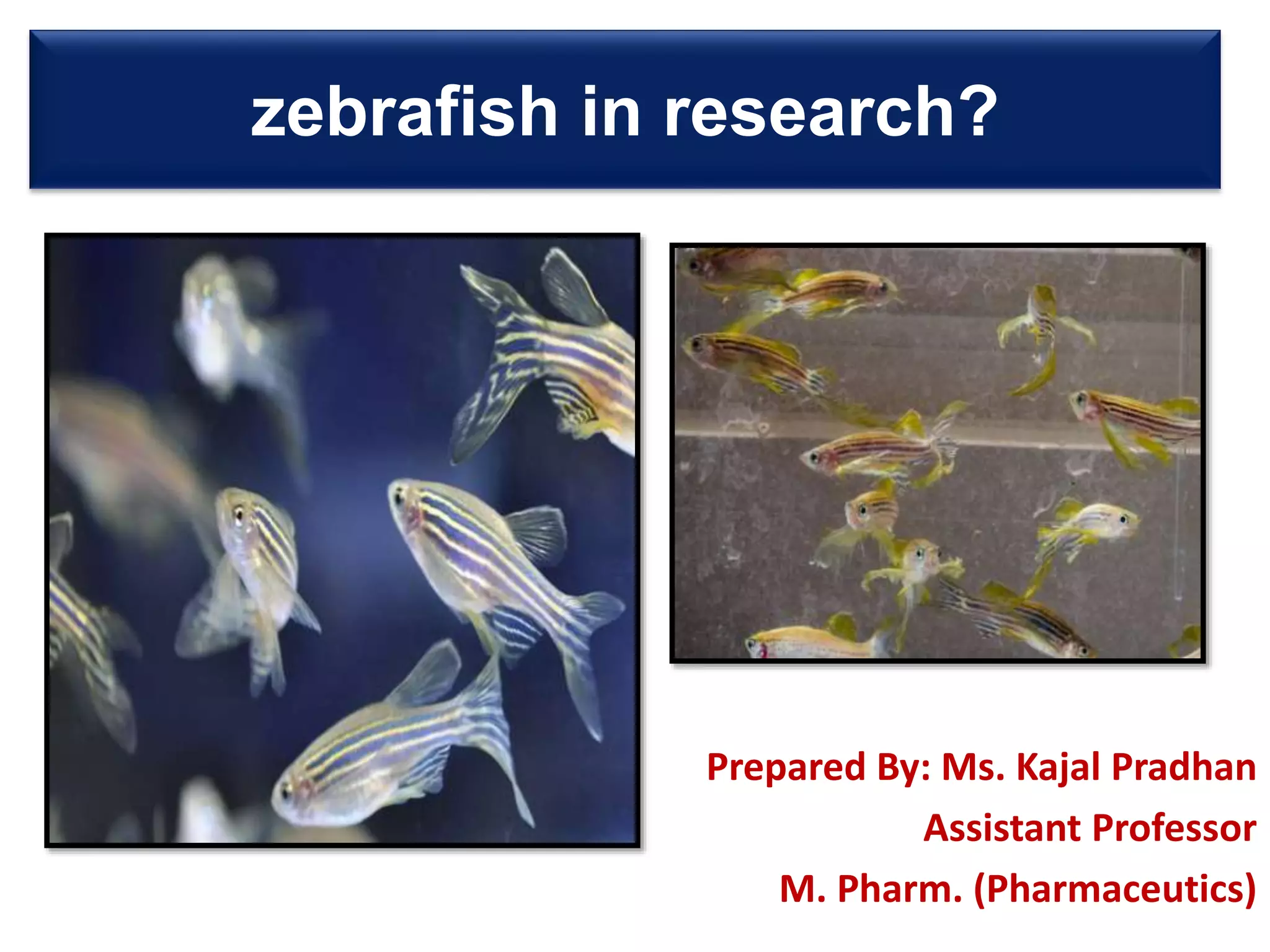 Why use the zebrafish in research.pptx