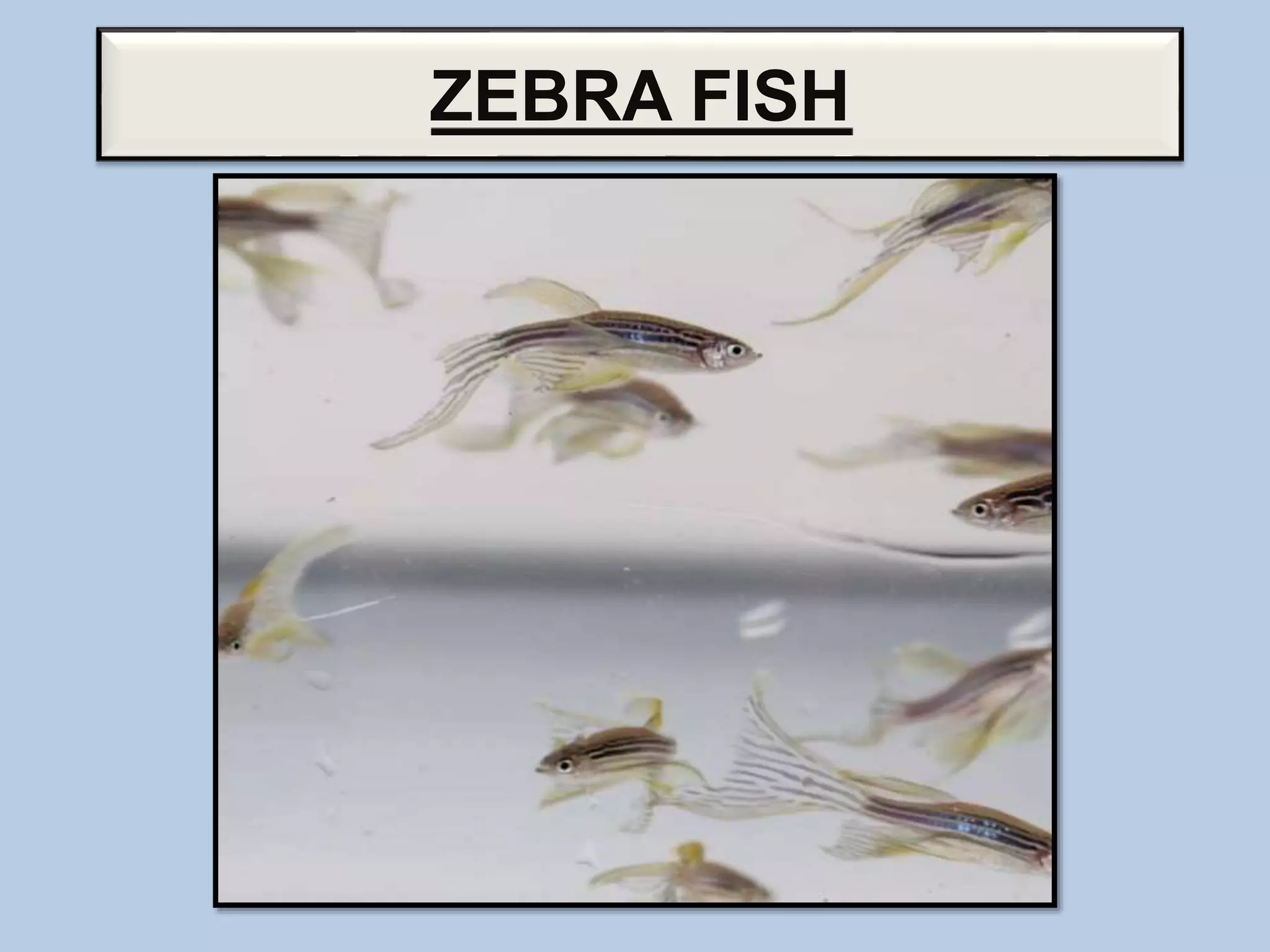 Why use the zebrafish in research.pptx