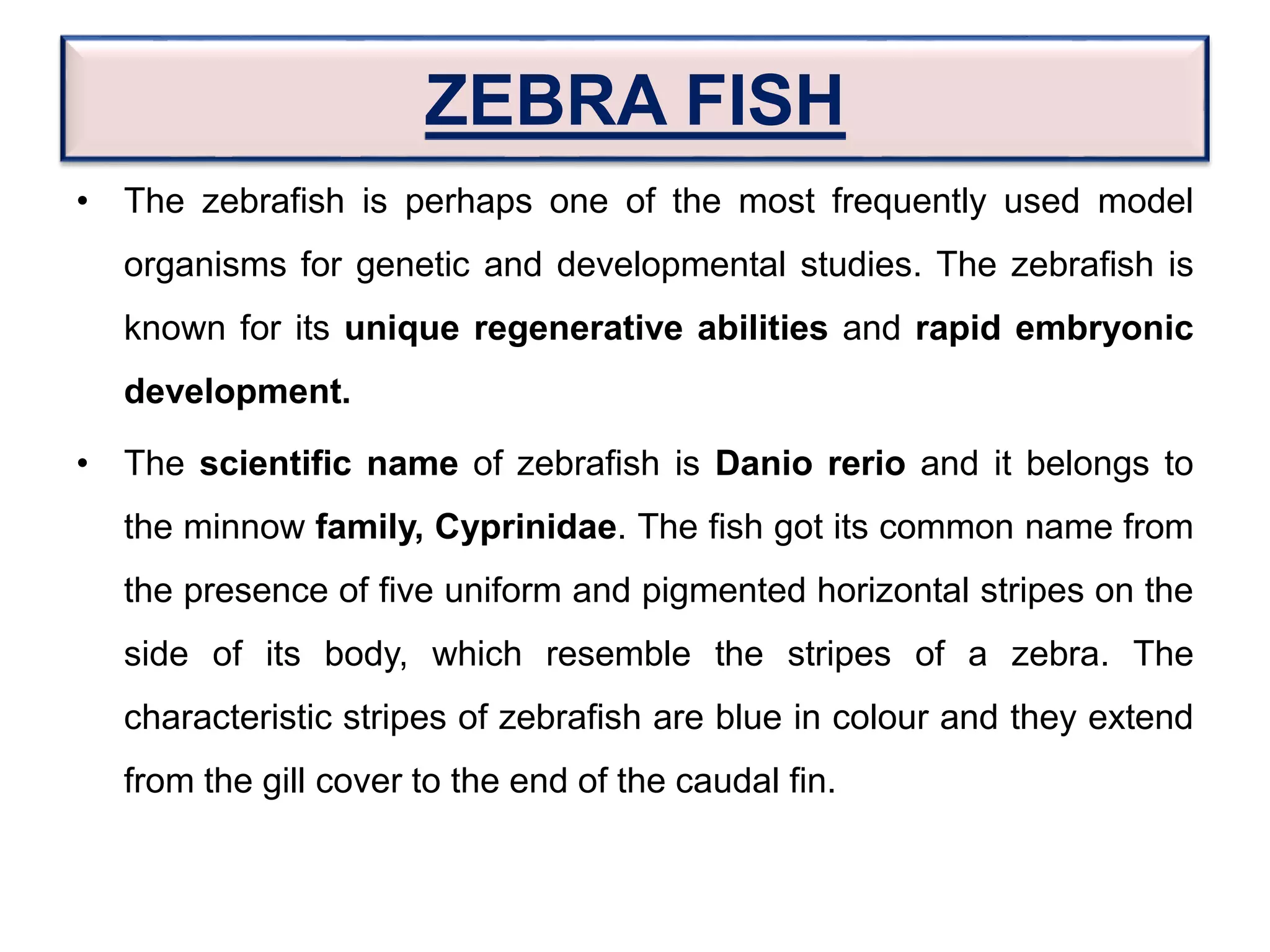 Why use the zebrafish in research.pptx