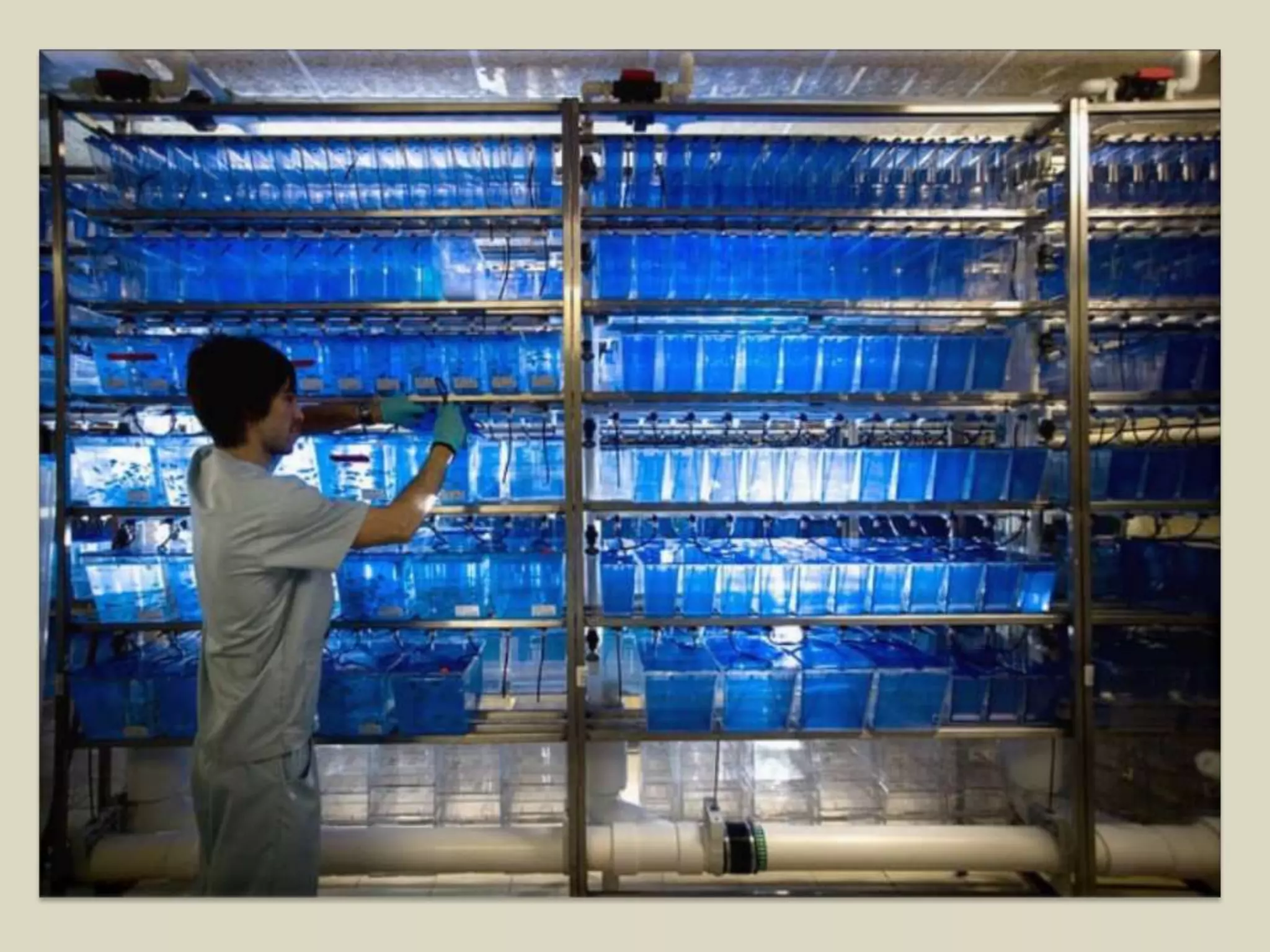 Why use the zebrafish in research.pptx