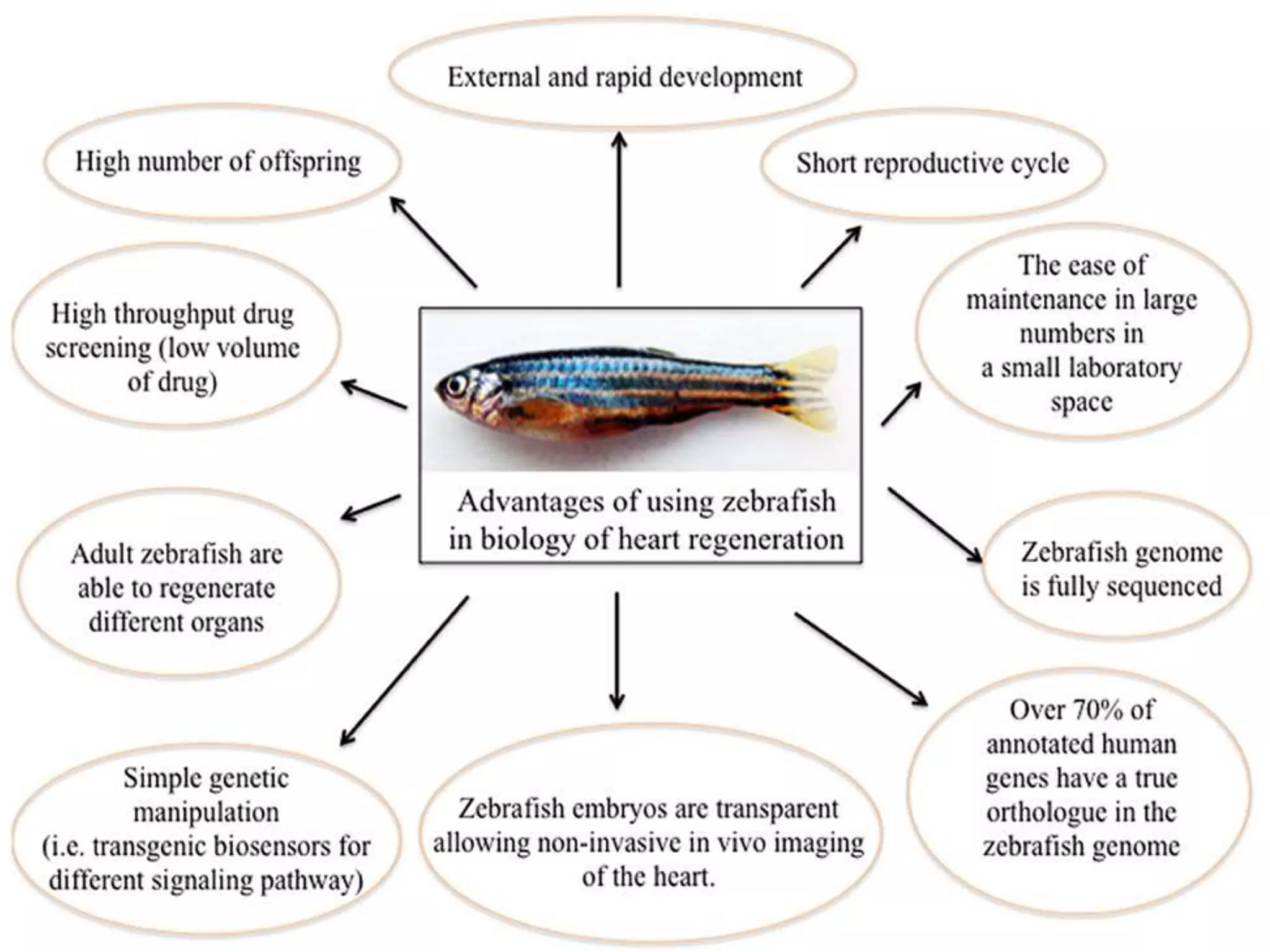 Why use the zebrafish in research.pptx