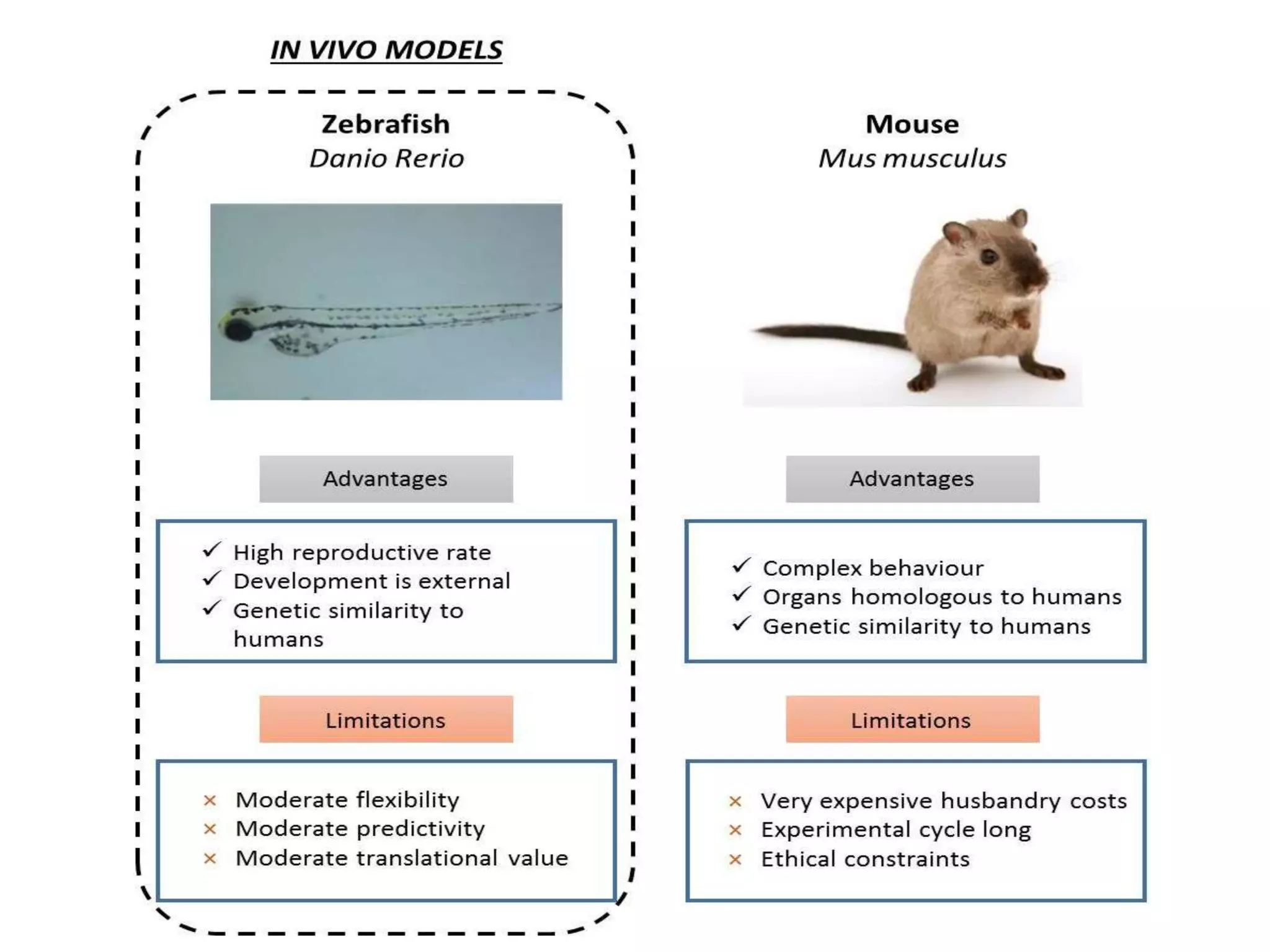 Why use the zebrafish in research.pptx