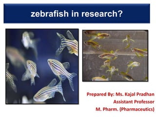 Why use the zebrafish in research.pptx
