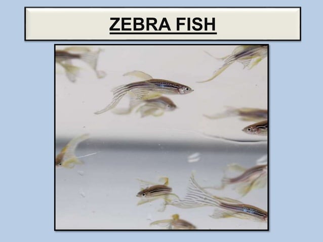 Why use the zebrafish in research.pptx
