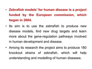 Why use the zebrafish in research.pptx
