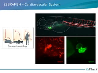 Why Using Zebrafish for BioMedical Research and Drug Discovery? | PDF