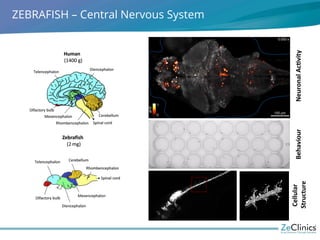 Why Using Zebrafish for BioMedical Research and Drug Discovery? | PDF ...