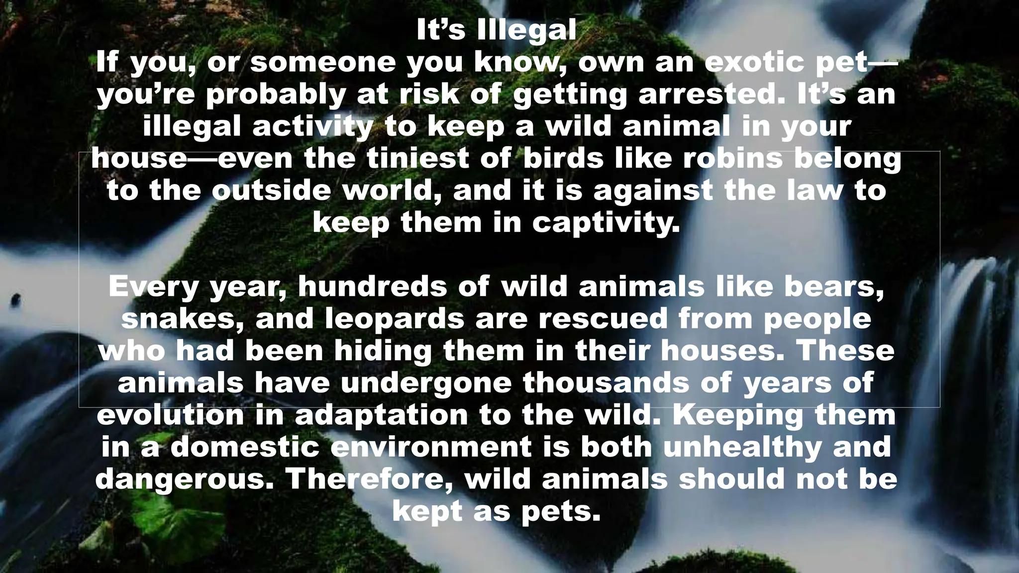 Why Wild Animals Should Not Be Kept as.pptx