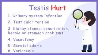 Why Your Testis Hurt? | PPT