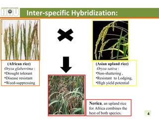 Wide cross and Bridge species | PPT
