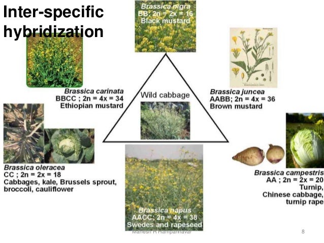 Wide cross hybridization