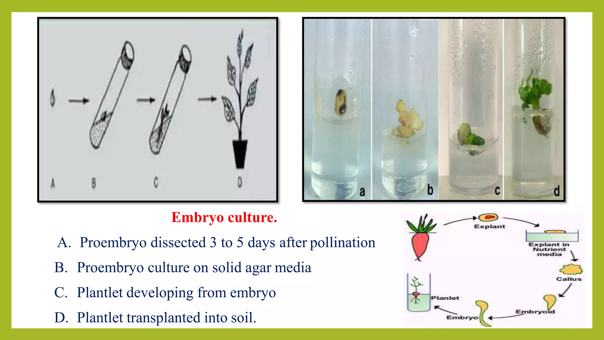 Wide hybridization | PPTX