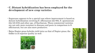 wide hybridization or dstant hybridization | PPTX