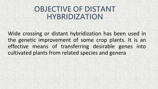 Wide Hybridization (1) (2).pptx