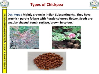 Wide hybridization in chickpea | PPTX