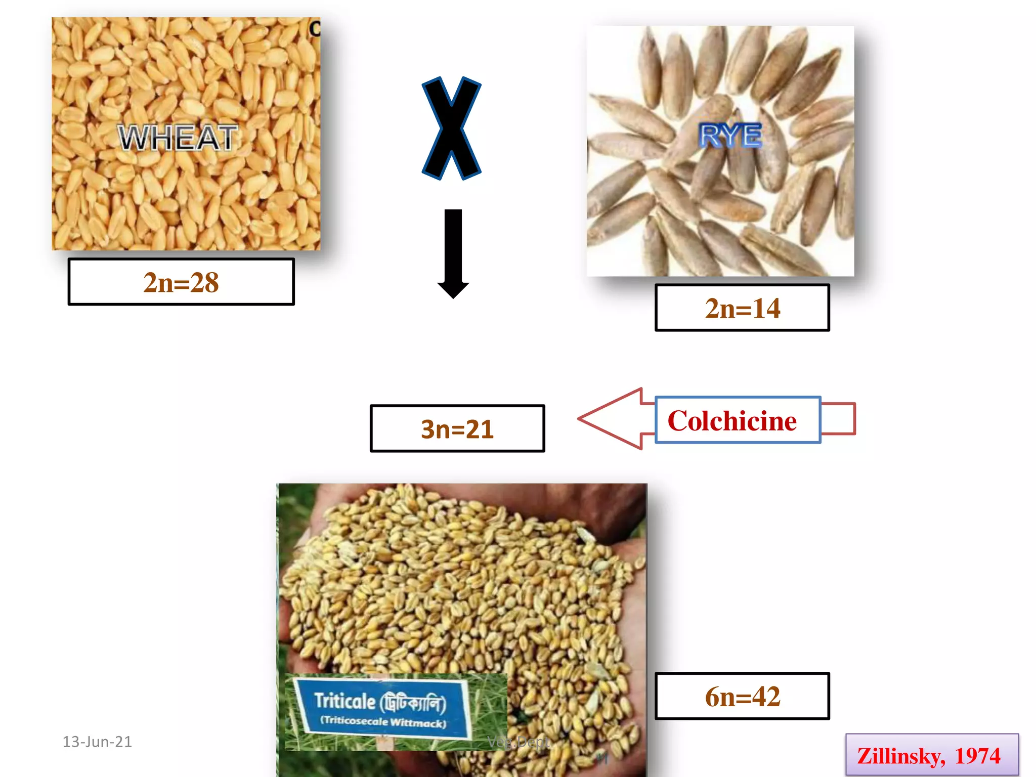 Wide hybridization in vegetable crops | PDF