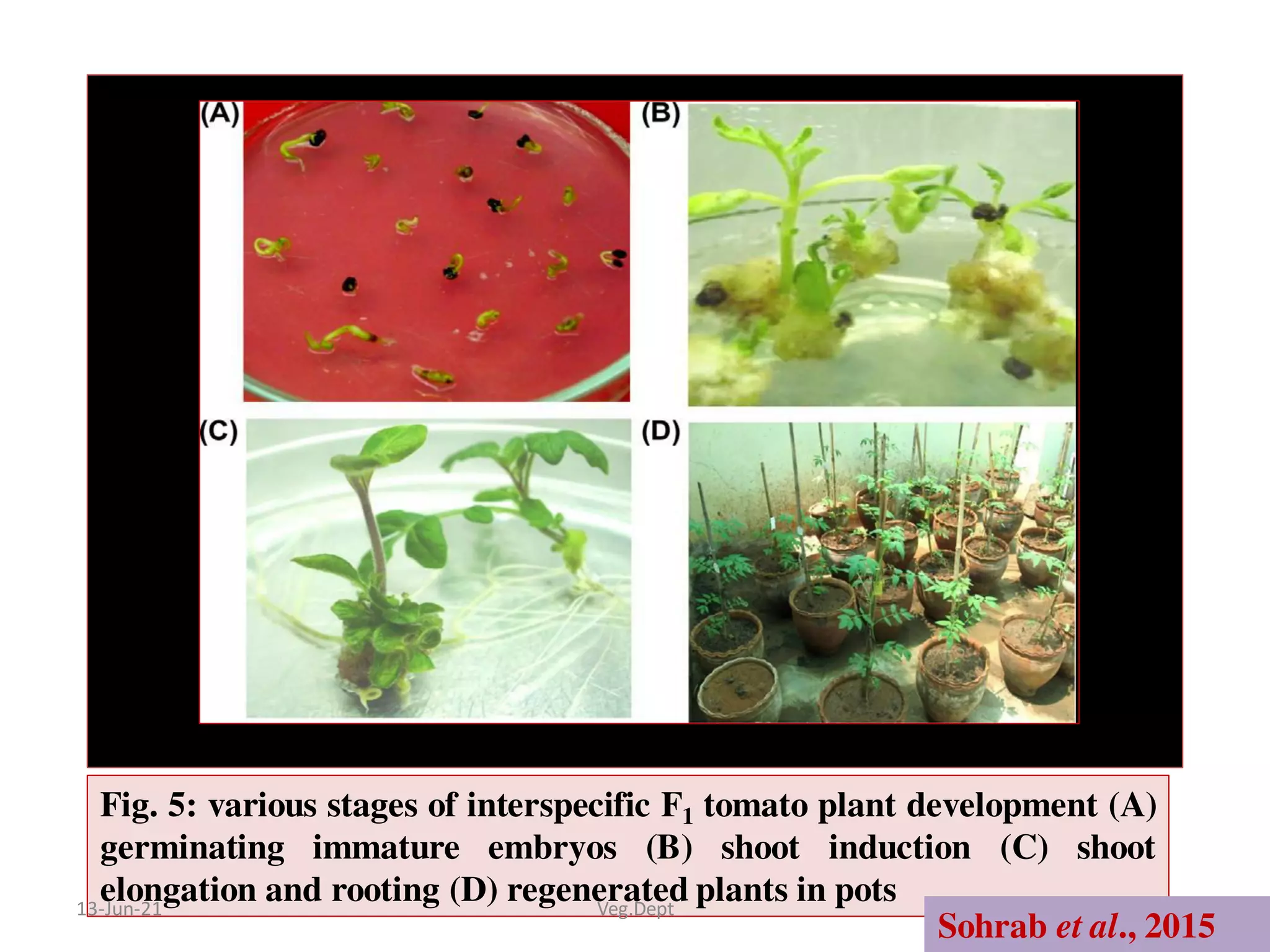 Wide hybridization in vegetable crops | PDF