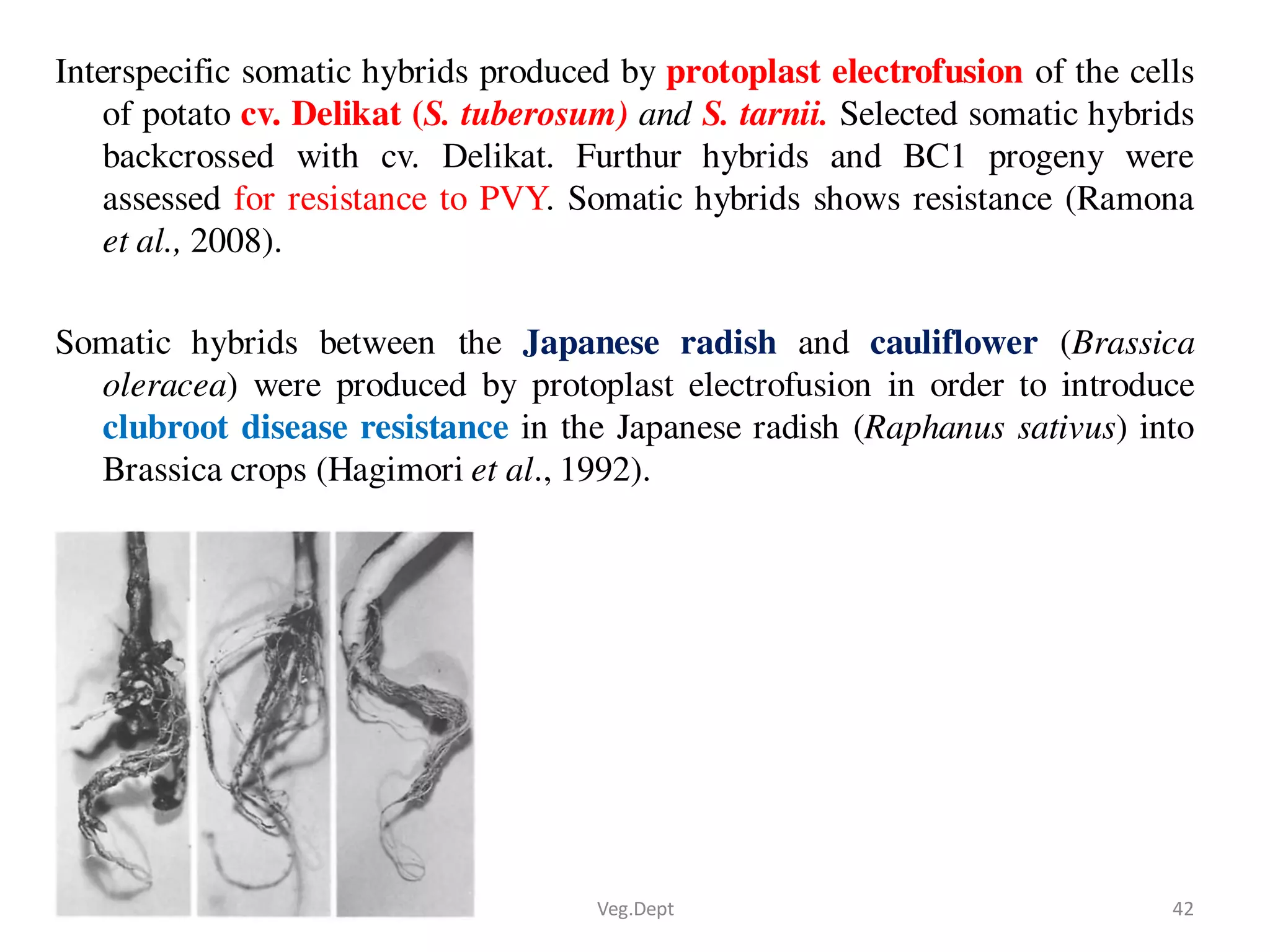 Wide hybridization in vegetable crops | PDF