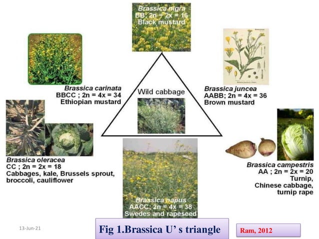 Wide hybridization in vegetable crops | PDF | Gardening | Home & Garden
