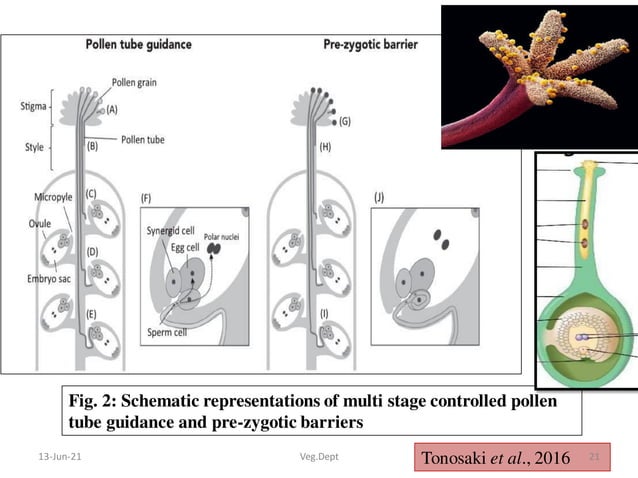 Wide hybridization in vegetable crops | PDF | Gardening | Home & Garden