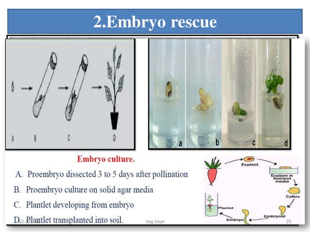 Wide hybridization in vegetable crops | PDF | Gardening | Home & Garden