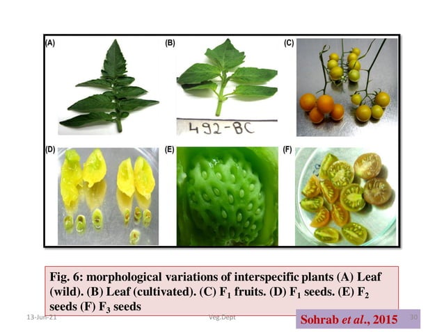 Wide hybridization in vegetable crops | PDF | Gardening | Home & Garden