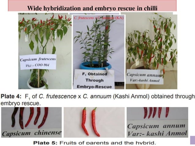 Wide hybridization in vegetable crops | PDF | Gardening | Home & Garden