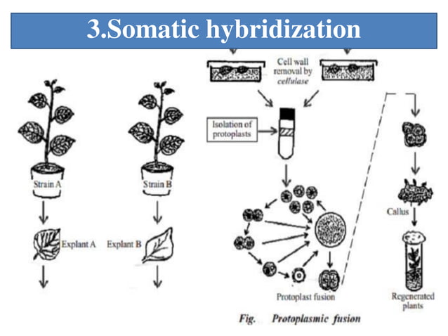 Wide hybridization in vegetable crops | PDF | Gardening | Home & Garden