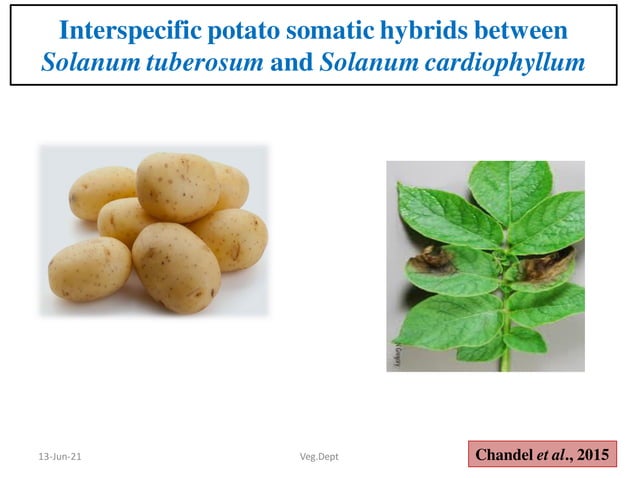 Wide hybridization in vegetable crops | PDF | Gardening | Home & Garden