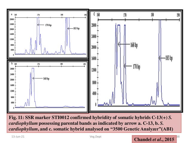 Wide hybridization in vegetable crops | PDF | Gardening | Home & Garden