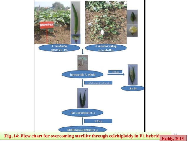 Wide hybridization in vegetable crops | PDF | Gardening | Home & Garden
