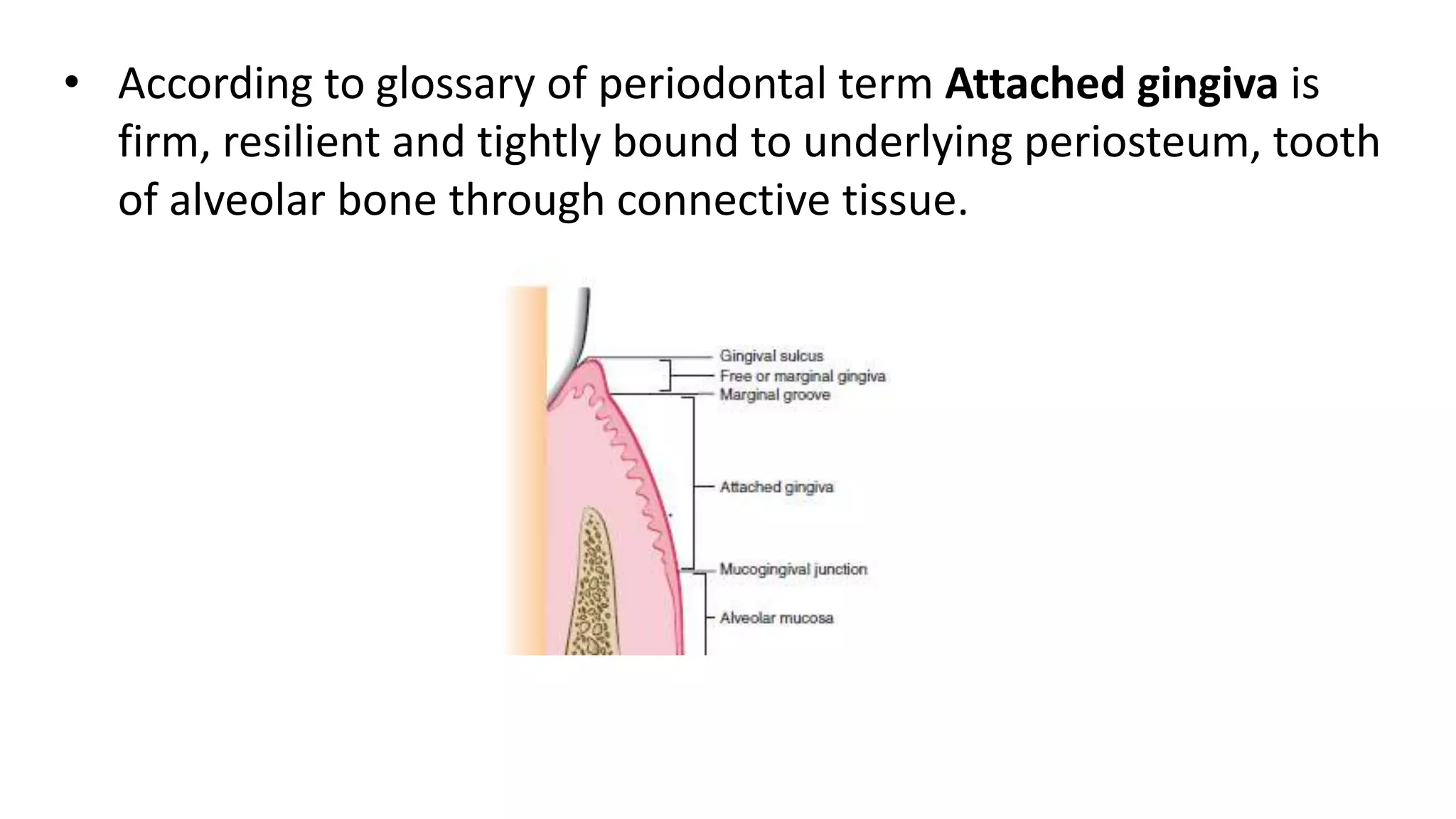 Width of attached gingiva and its significance | PPTX