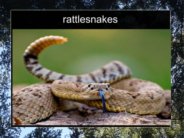 snake slide show | PPT