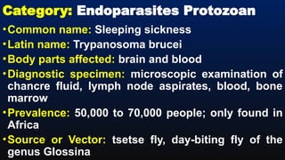 list of Human parasites from the wikipedia | PPTX