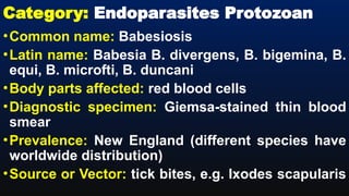 list of Human parasites from the wikipedia | PPTX