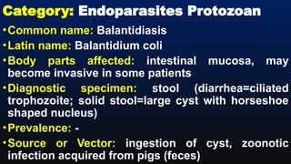 list of Human parasites from the wikipedia | PPTX